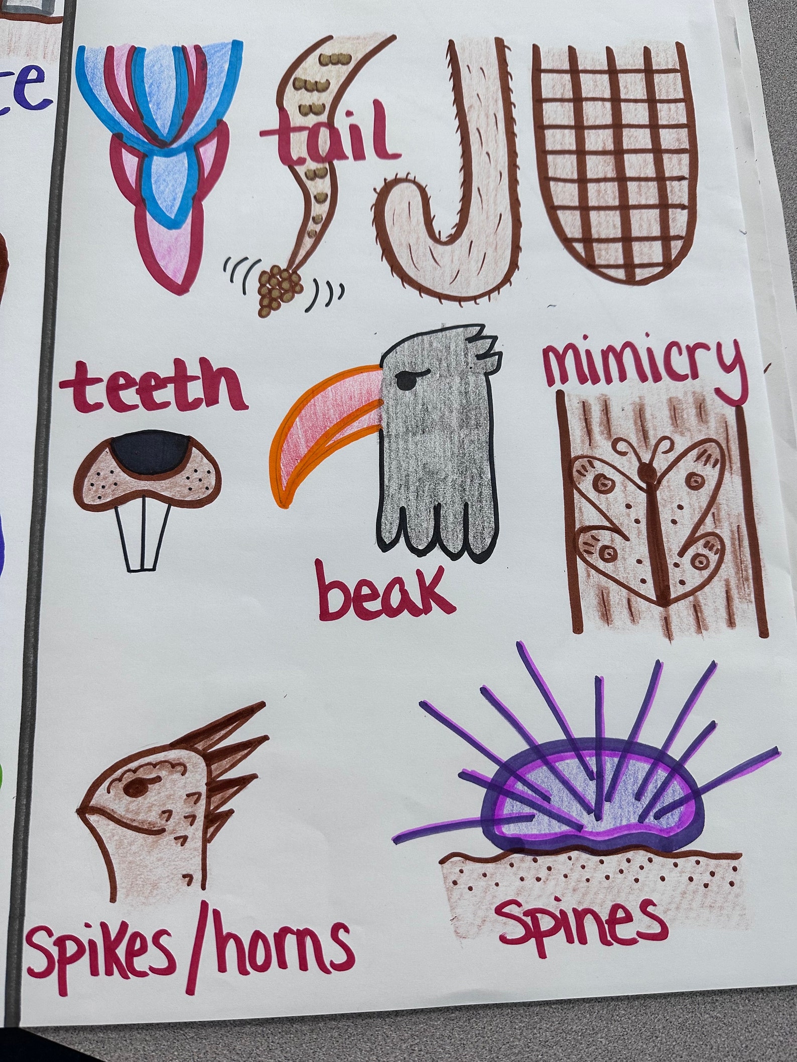 Animal Adaptations Anchor Chart for Elementary, Middle and High School ...