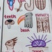 Animal Adaptations Anchor Chart for Elementary, Middle and High School ...