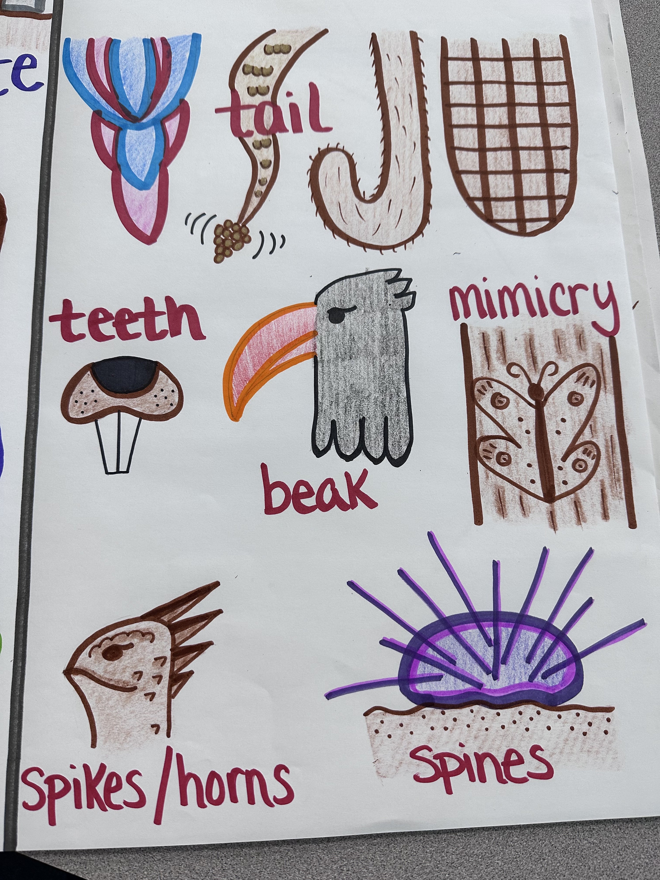 Animal Adaptations Anchor Chart for Elementary, Middle and High School ...