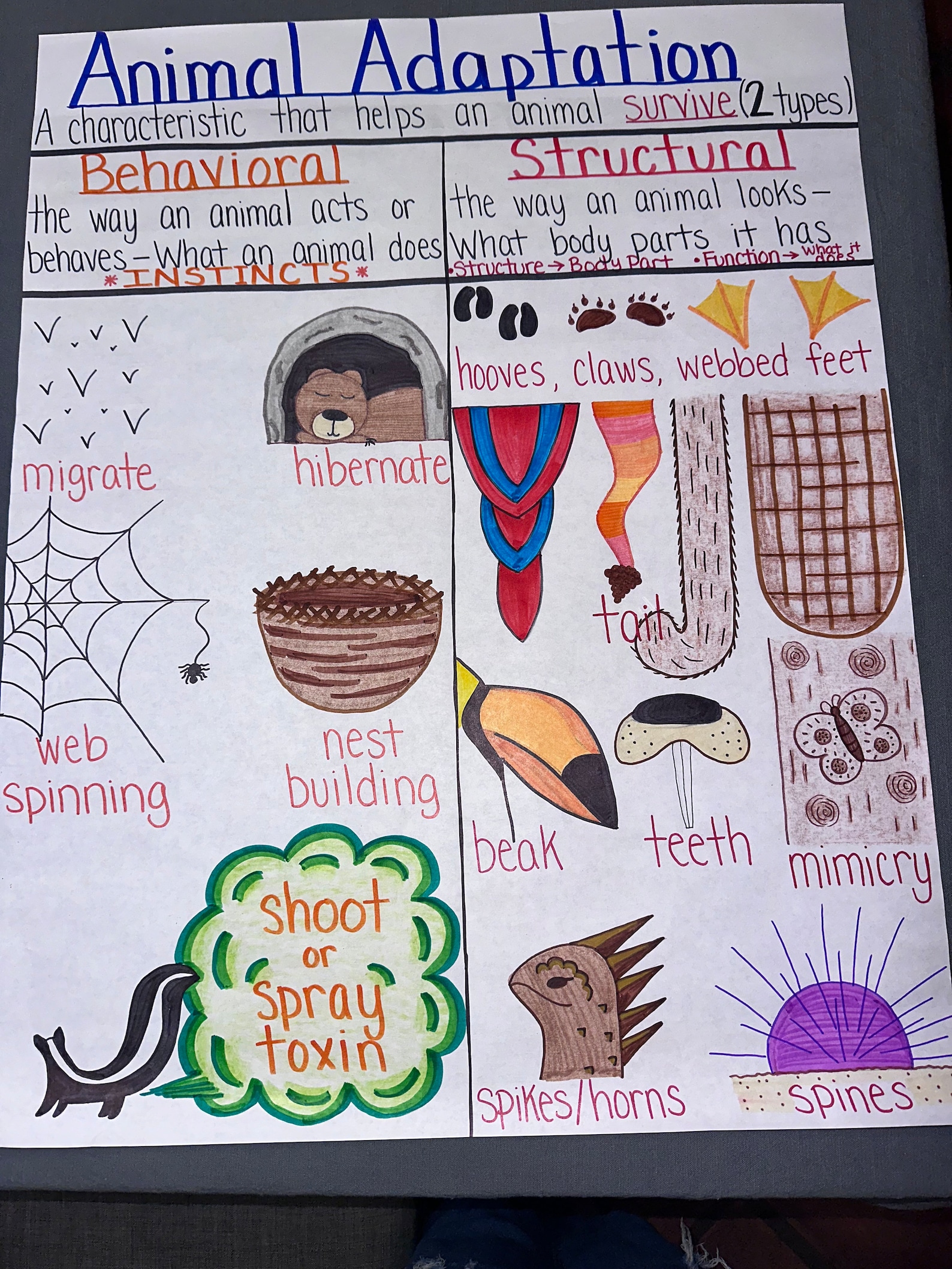 Animal Adaptations Anchor Chart for Elementary, Middle and High School ...