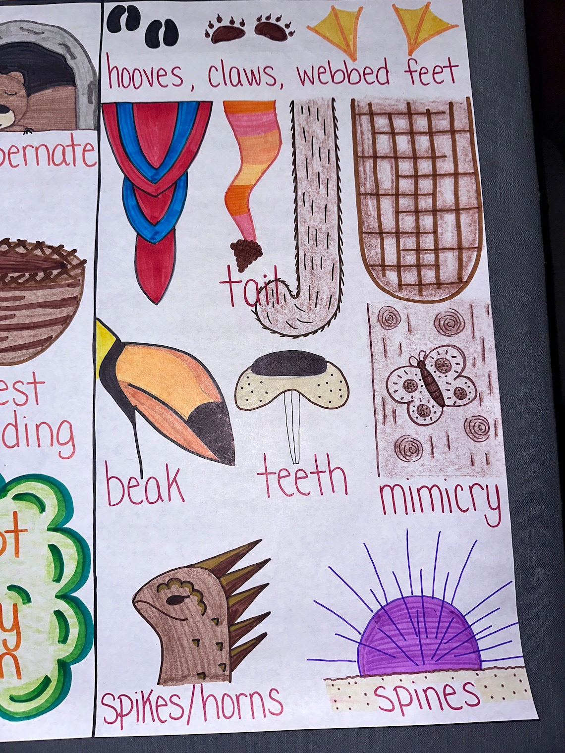 Animal Adaptations Anchor Chart for Elementary, Middle and High School ...