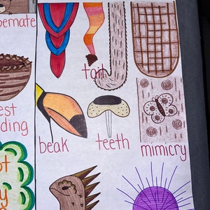 Animal Adaptations Anchor Chart for Elementary, Middle and High School ...