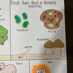 Producers/consumers/decomposers Anchor Chart for Elementary, Middle and ...