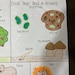 Producers/consumers/decomposers Anchor Chart for Elementary, Middle and ...