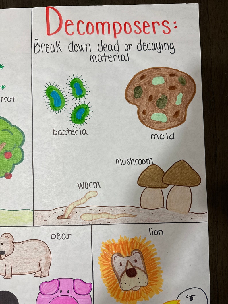 Producers/consumers/decomposers Anchor Chart for Elementary, Middle and ...