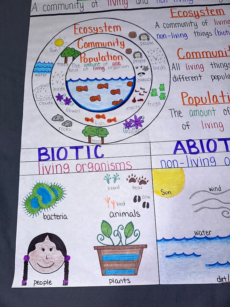 Introduction to Ecosystem Anchor Chart for Elementary, Middle and High ...