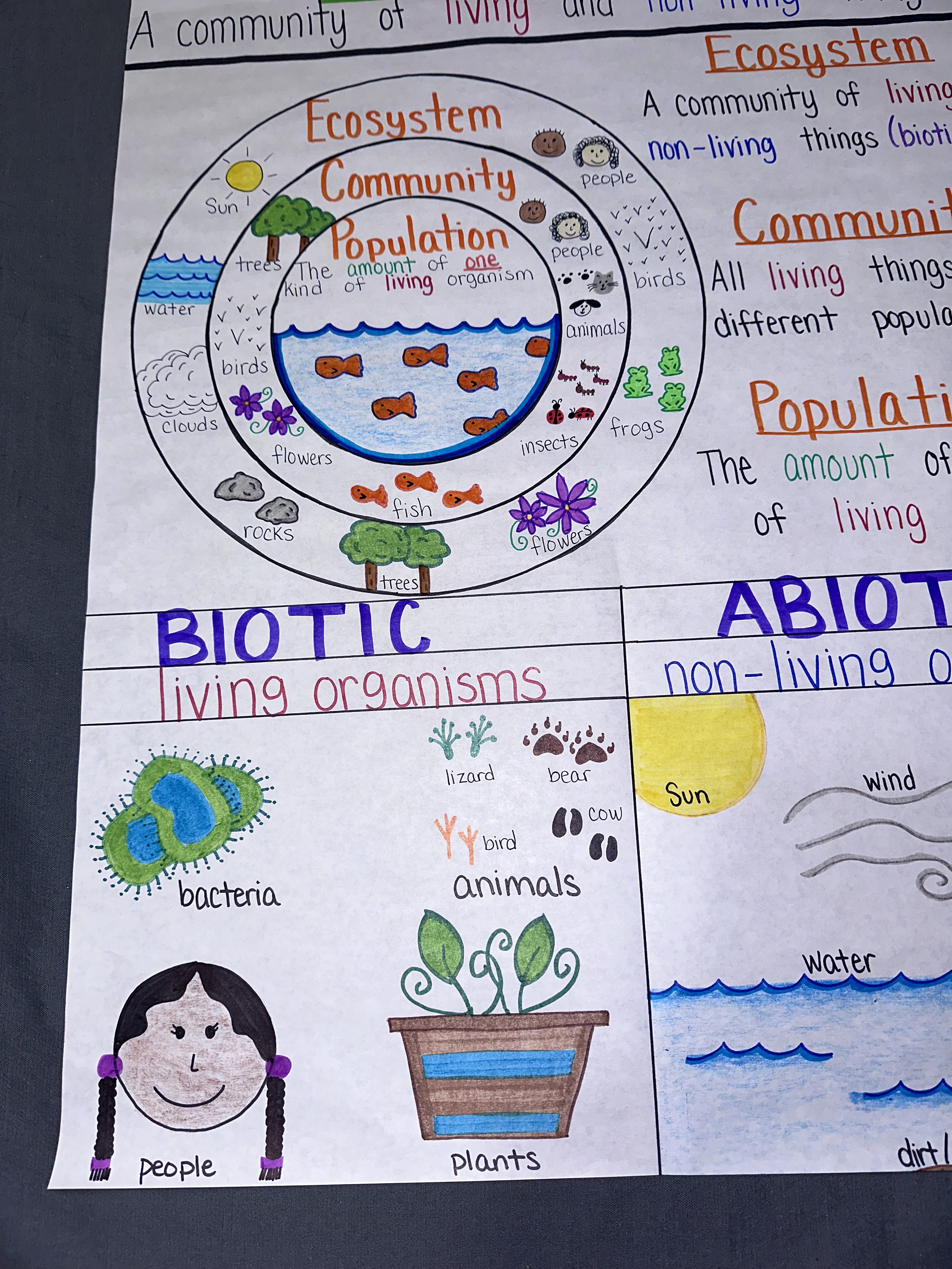 Introduction to Ecosystem Anchor Chart for Elementary, Middle and High ...