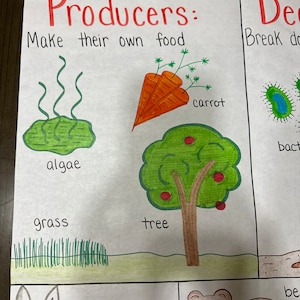 Producers/consumers/decomposers Anchor Chart for Elementary, Middle and ...