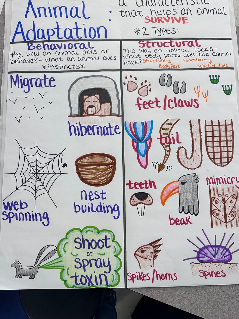 Animal Adaptations Anchor Chart for Elementary, Middle and High School ...