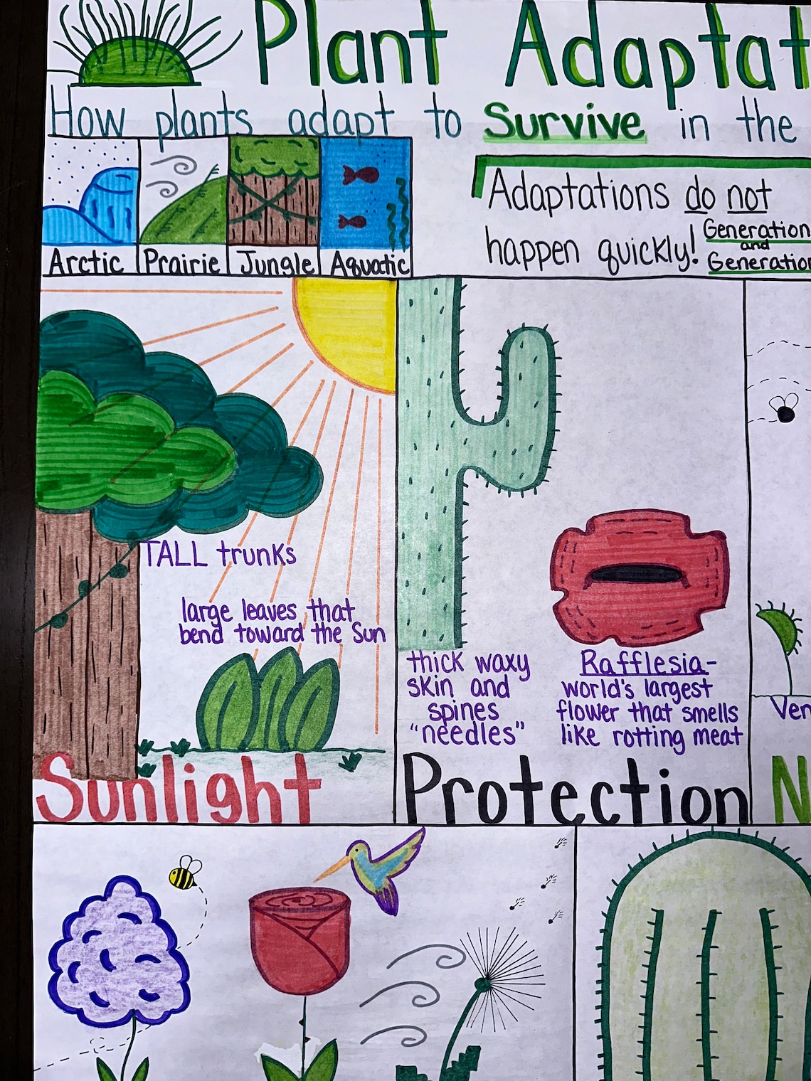 Plant Adaptations Anchor Chart for Elementary, Middle and High School ...