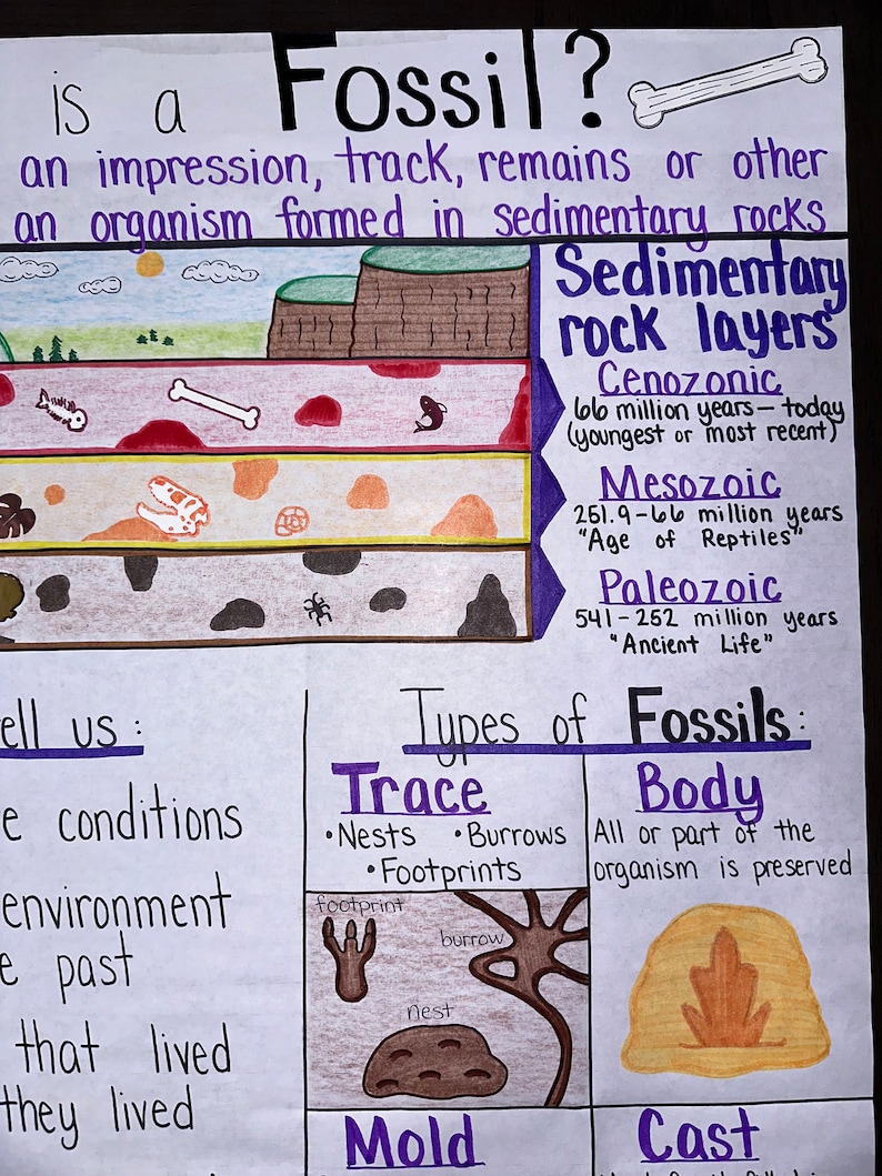 Fossils for Elementary, Middle and High School - Etsy