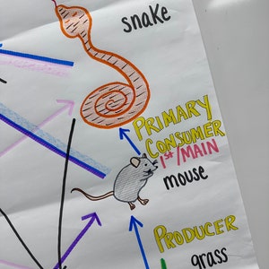 Food Web Anchor Chart for Elementary, Middle and High School - Etsy