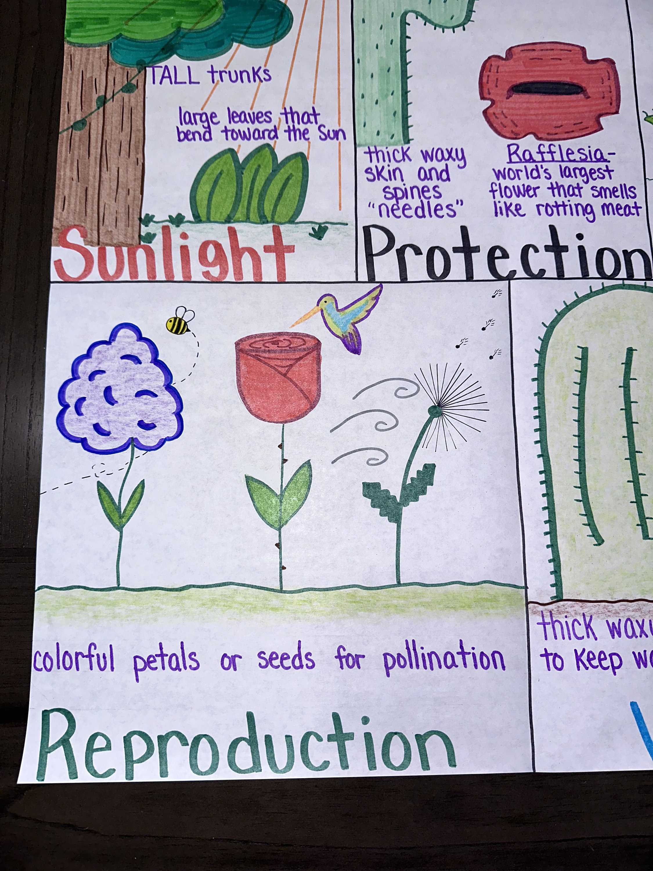 Plant Adaptations Anchor Chart for Elementary, Middle and High School ...