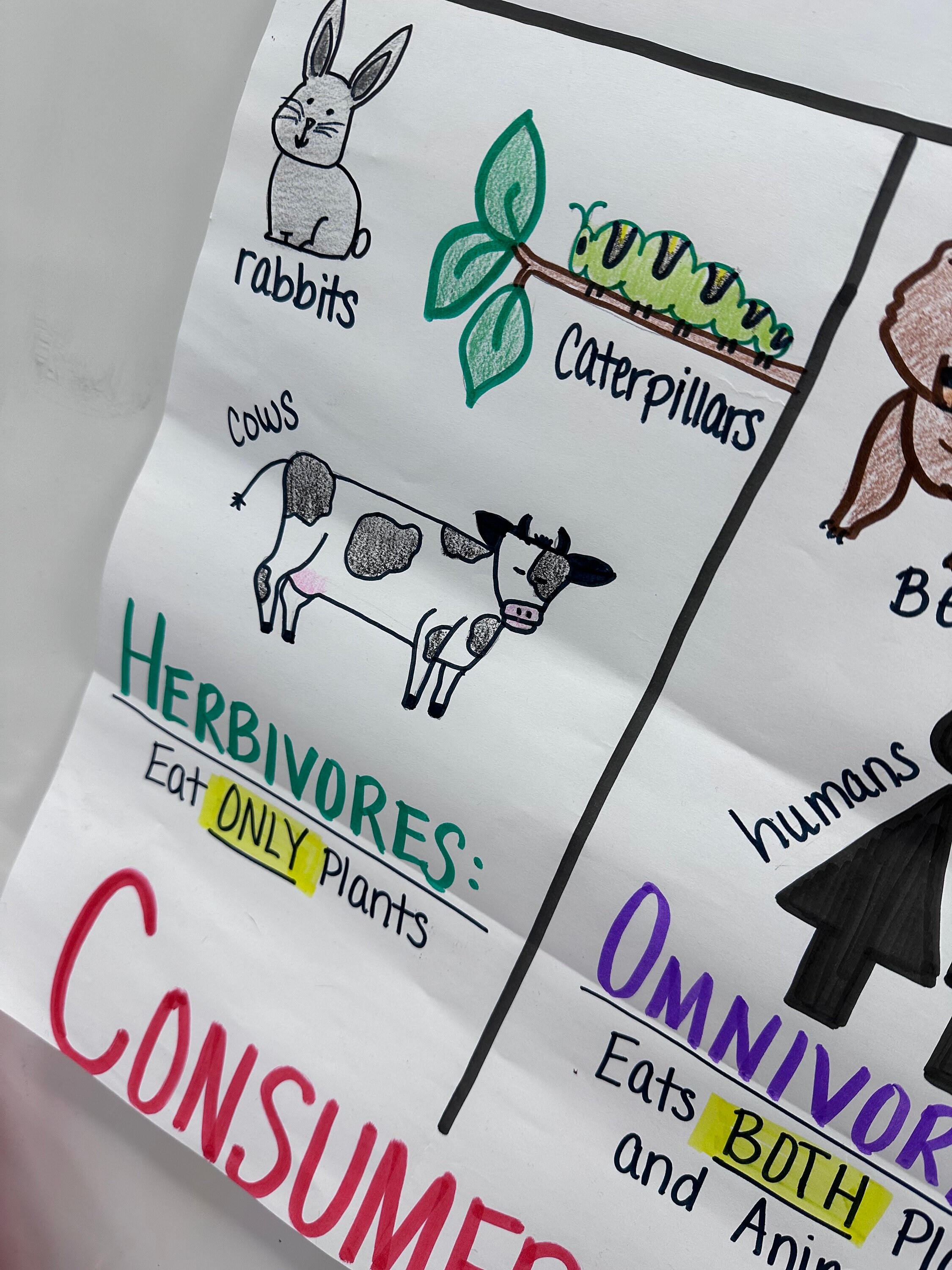 Producers/consumers/decomposers Anchor Chart for Elementary, Middle and ...