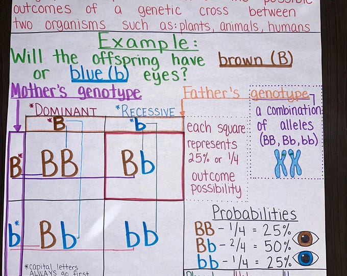 Punnett Square Anchor Chart for Middle School and High School - Etsy