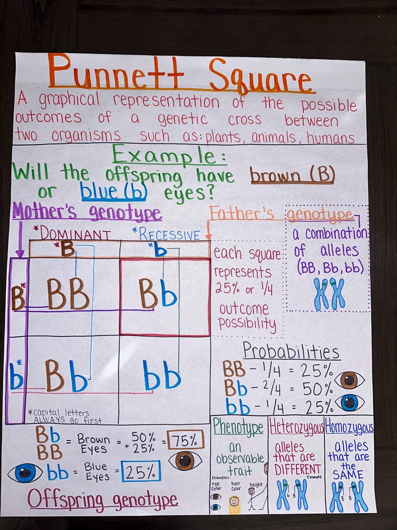 Punnett Square Anchor Chart for Middle School and High School - Etsy
