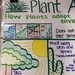 Plant Adaptations Anchor Chart for Elementary, Middle and High School ...