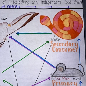 Food Web Anchor Chart for Elementary, Middle and High School - Etsy