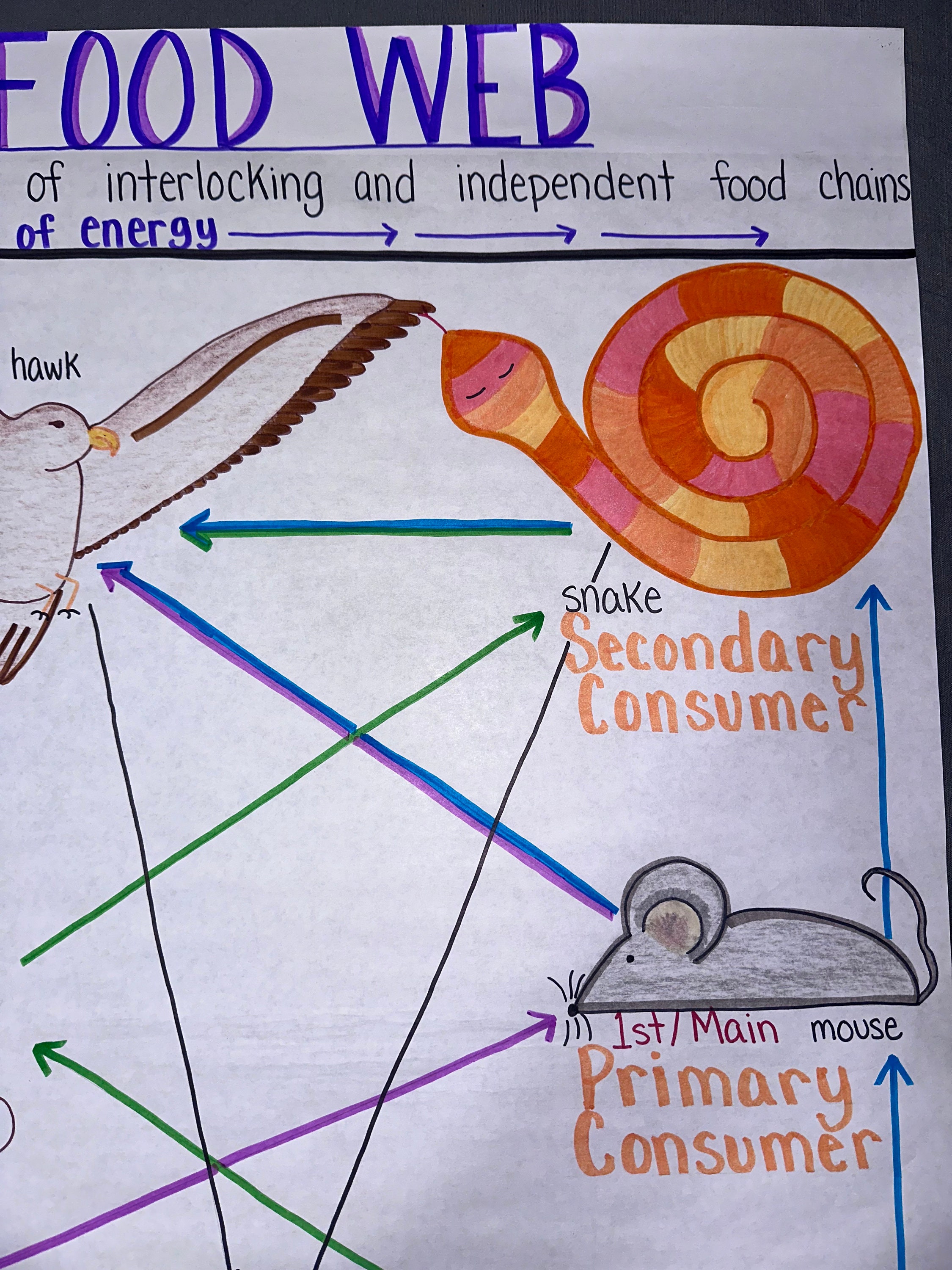 Food Web Anchor Chart for Elementary, Middle and High School - Etsy