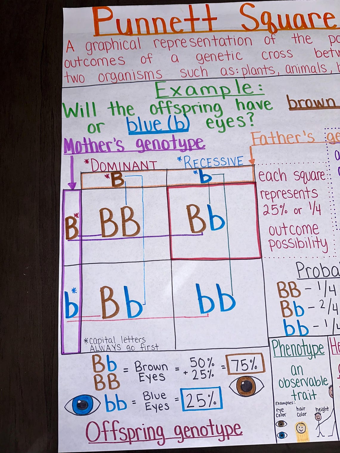 Punnett Square Anchor Chart for Middle School and High School - Etsy