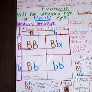 Punnett Square Anchor Chart for Middle School and High School - Etsy