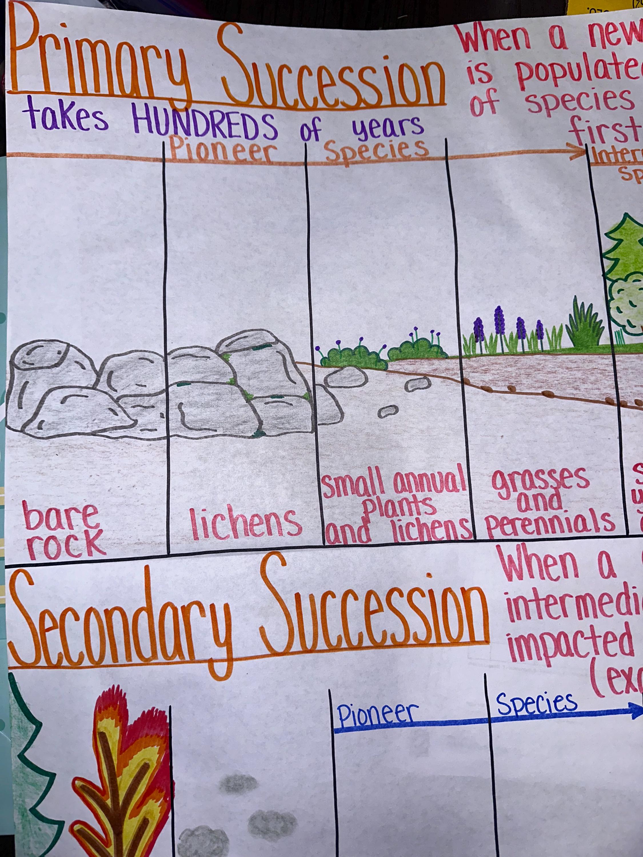 Primary and Secondary Succession for Middle School and High School - Etsy