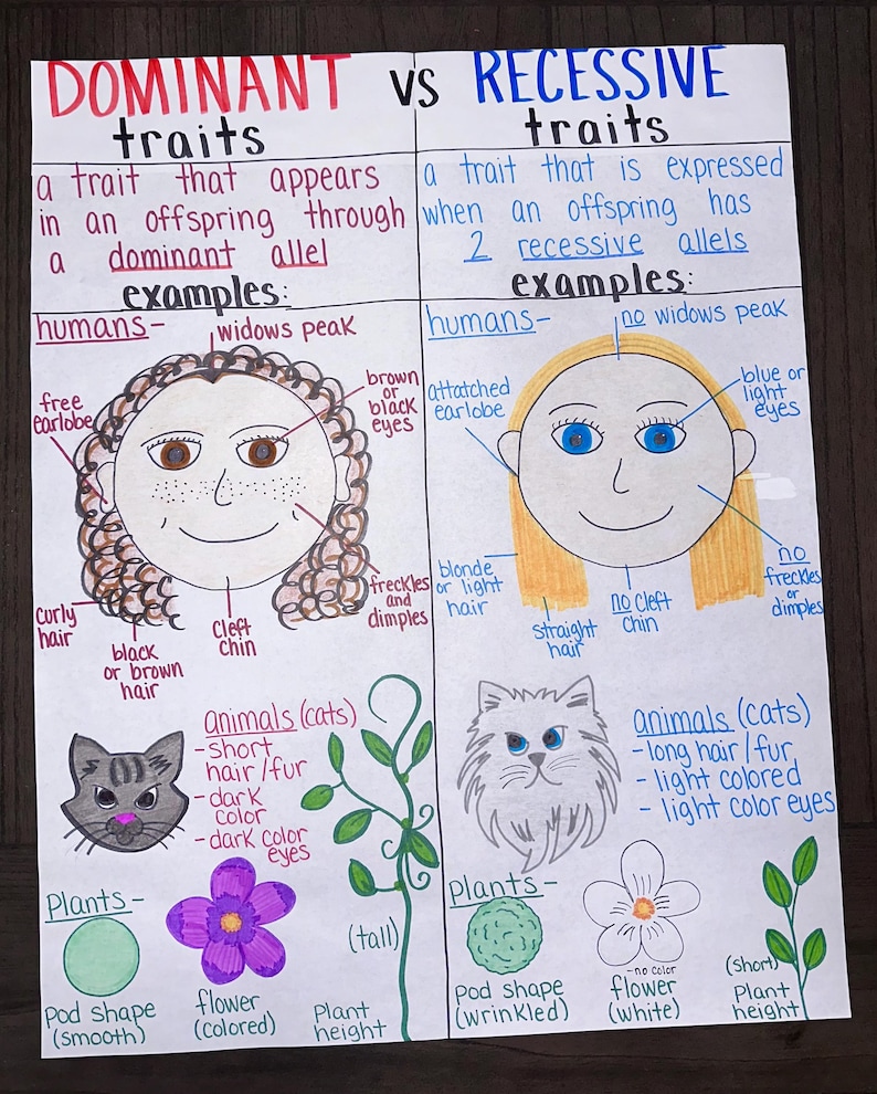 Traits Anchor Chart for Elementary School, Middle School, and High ...