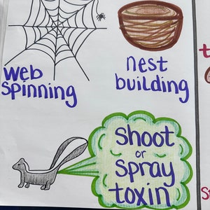 Animal Adaptations Anchor Chart for Elementary, Middle and High School ...