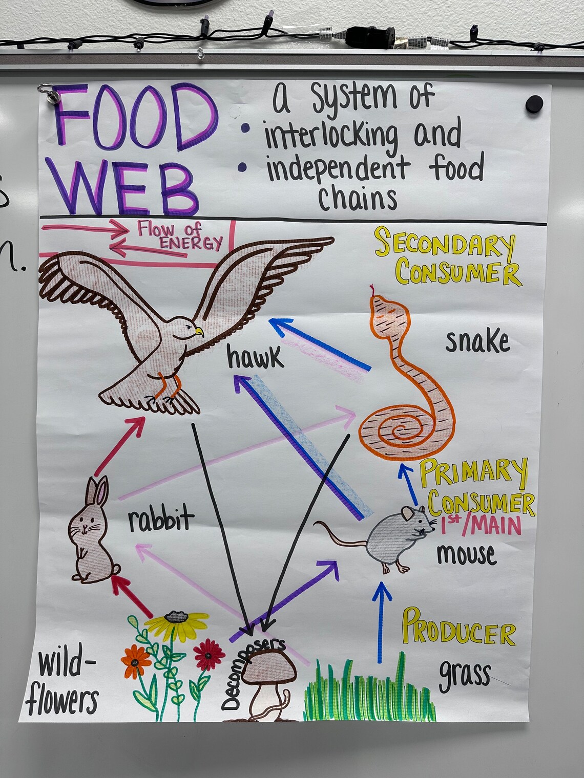 Food Web Anchor Chart for Elementary, Middle and High School - Etsy