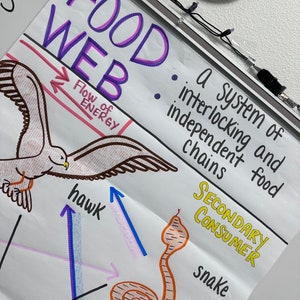 Food Web Anchor Chart for Elementary, Middle and High School - Etsy