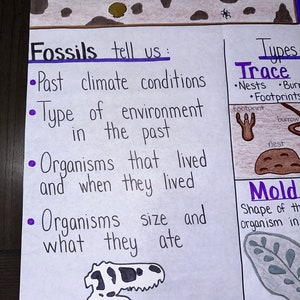Fossils for Elementary, Middle and High School - Etsy