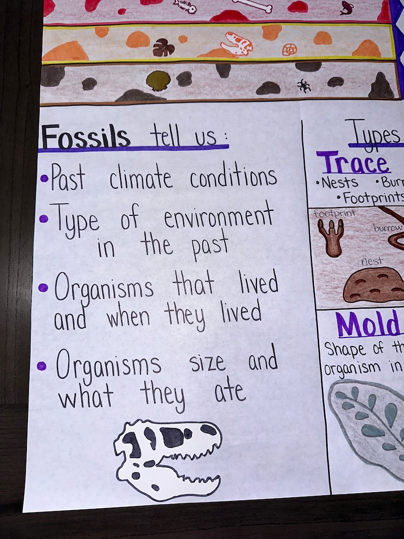Fossils for Elementary, Middle and High School - Etsy