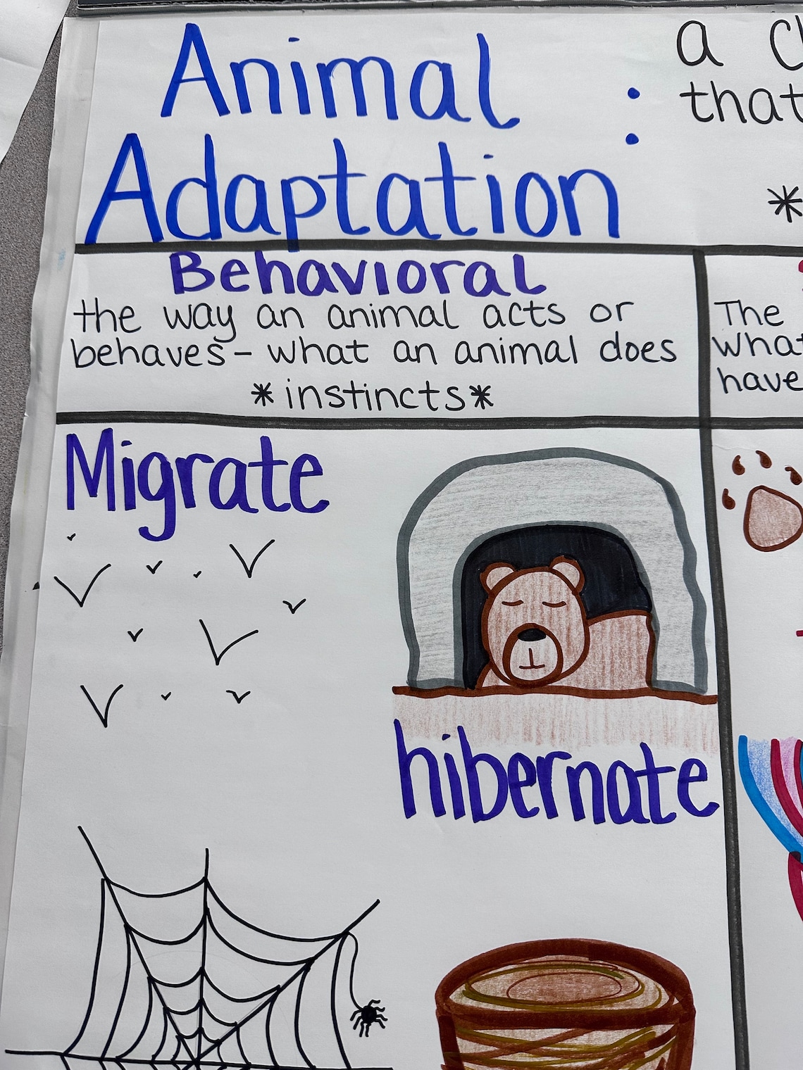 Animal Adaptations Anchor Chart for Elementary, Middle and High School ...