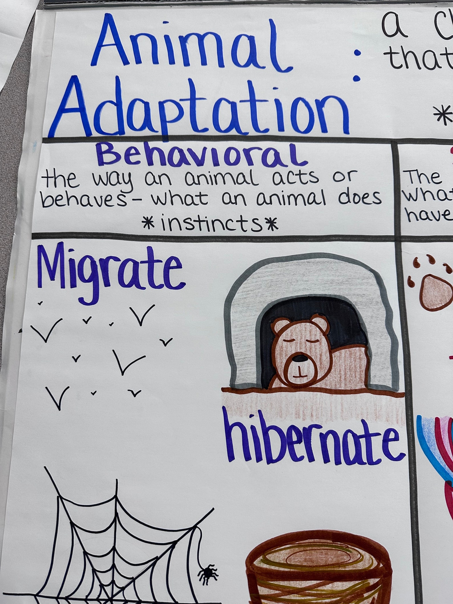 Animal Adaptations Anchor Chart for Elementary, Middle and High School ...