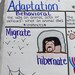 Animal Adaptations Anchor Chart for Elementary, Middle and High School ...