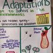 Plant Adaptations Anchor Chart for Elementary, Middle and High School ...