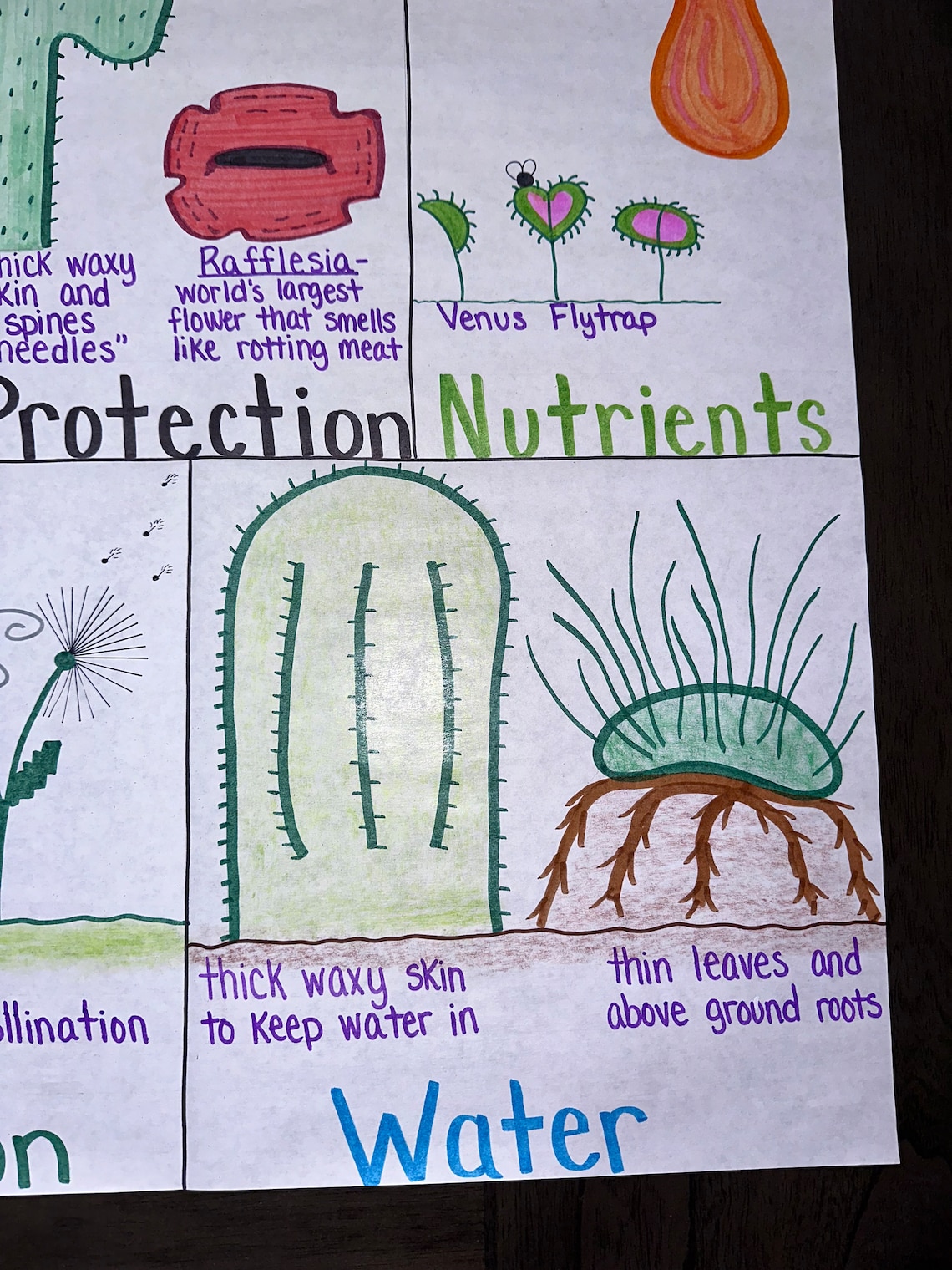 Plant Adaptations Anchor Chart for Elementary, Middle and High School ...