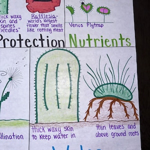 Plant Adaptations Anchor Chart for Elementary, Middle and High School ...