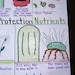 Plant Adaptations Anchor Chart for Elementary, Middle and High School ...