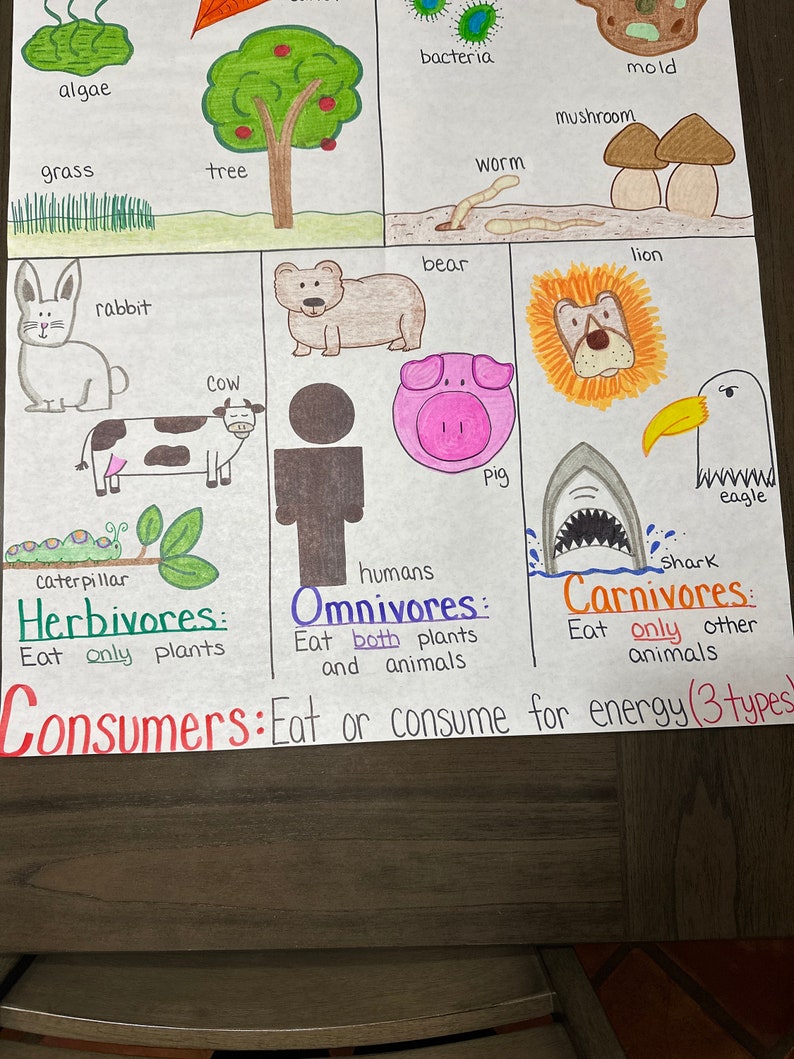 Producers/consumers/decomposers Anchor Chart for Elementary, Middle and ...