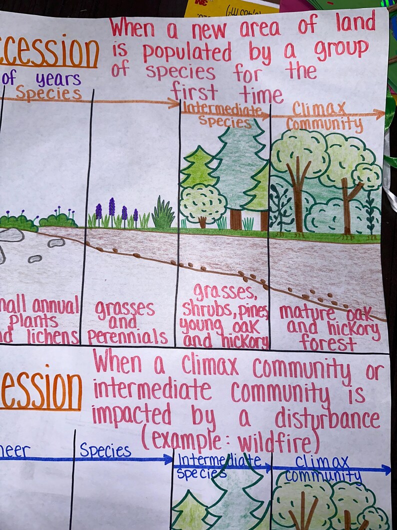Primary and Secondary Succession for Middle School and High School - Etsy