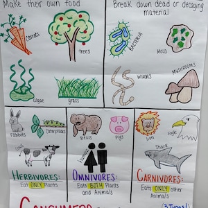 Producers/consumers/decomposers Anchor Chart for Elementary, Middle and ...