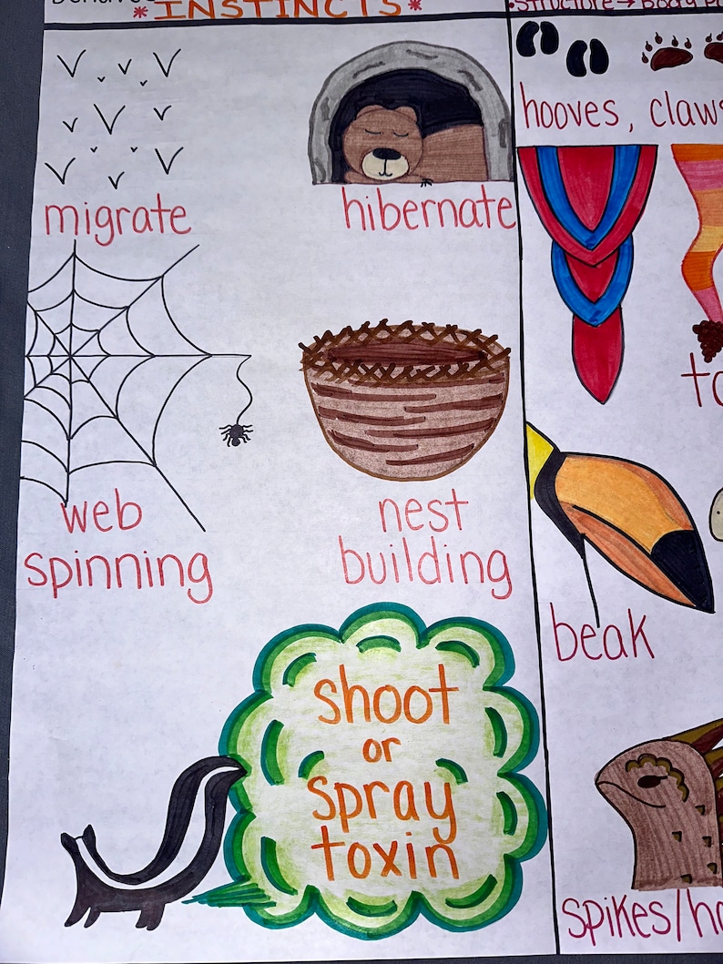 Animal Adaptations Anchor Chart for Elementary, Middle and High School ...