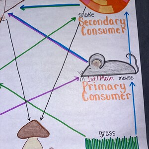 Food Web Anchor Chart for Elementary, Middle and High School - Etsy