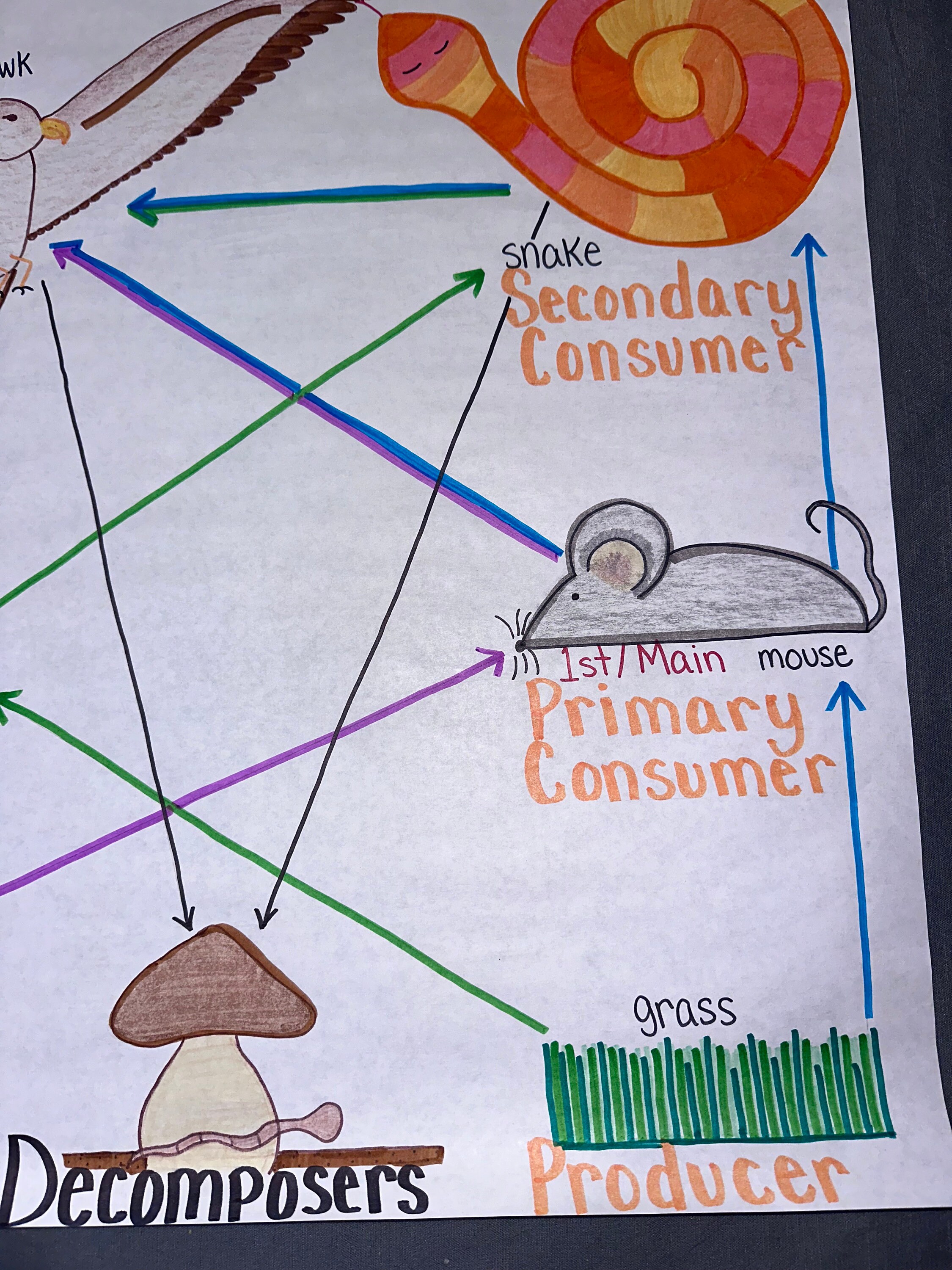 Food Web Anchor Chart for Elementary, Middle and High School - Etsy