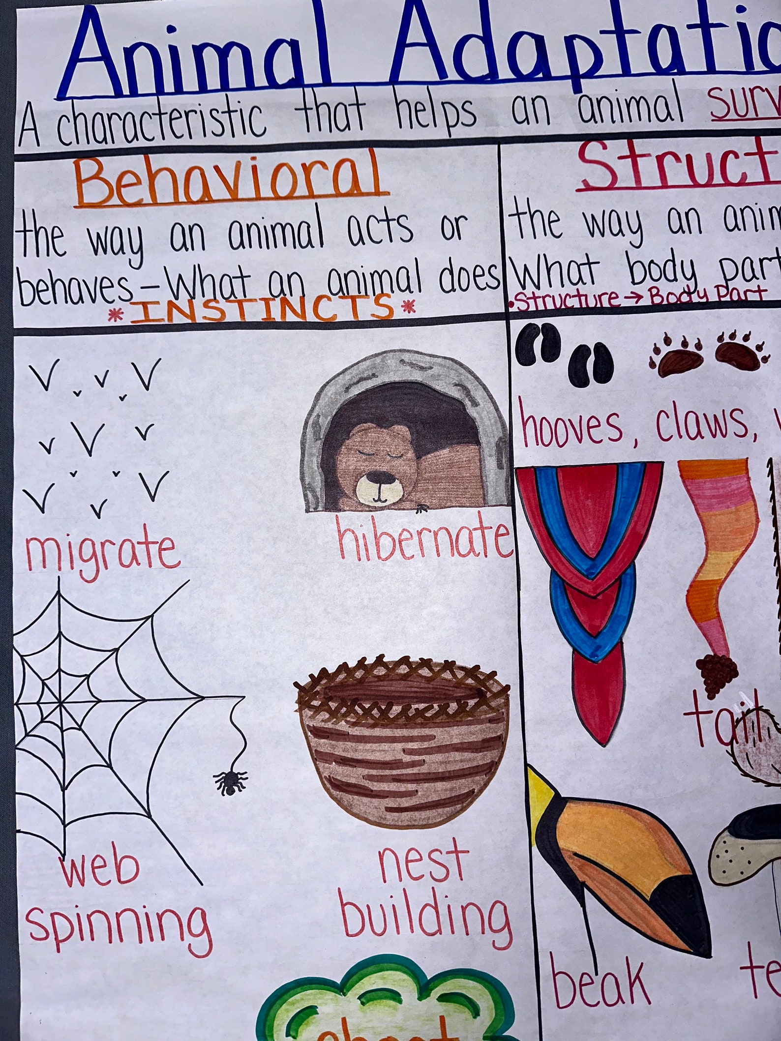 Animal Adaptations Anchor Chart for Elementary, Middle and High School ...