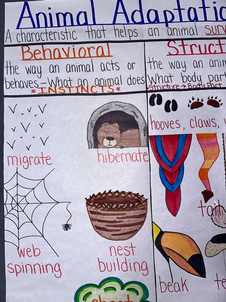 Animal Adaptations Anchor Chart for Elementary, Middle and High School ...