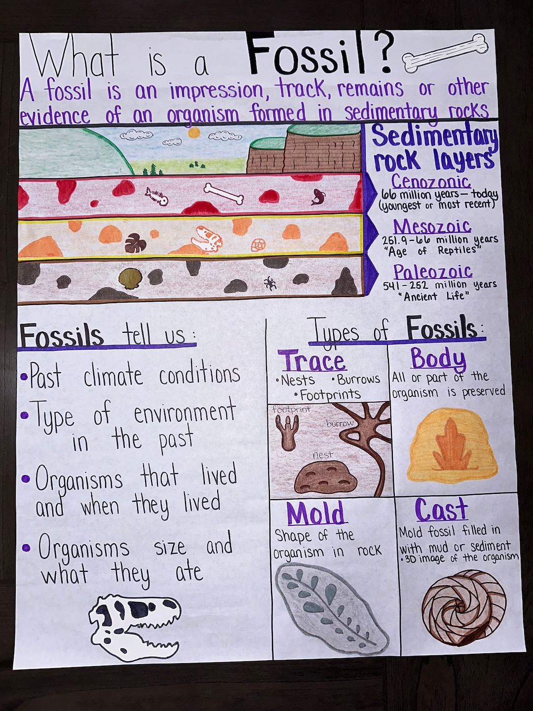 Fossils for Elementary, Middle and High School - Etsy