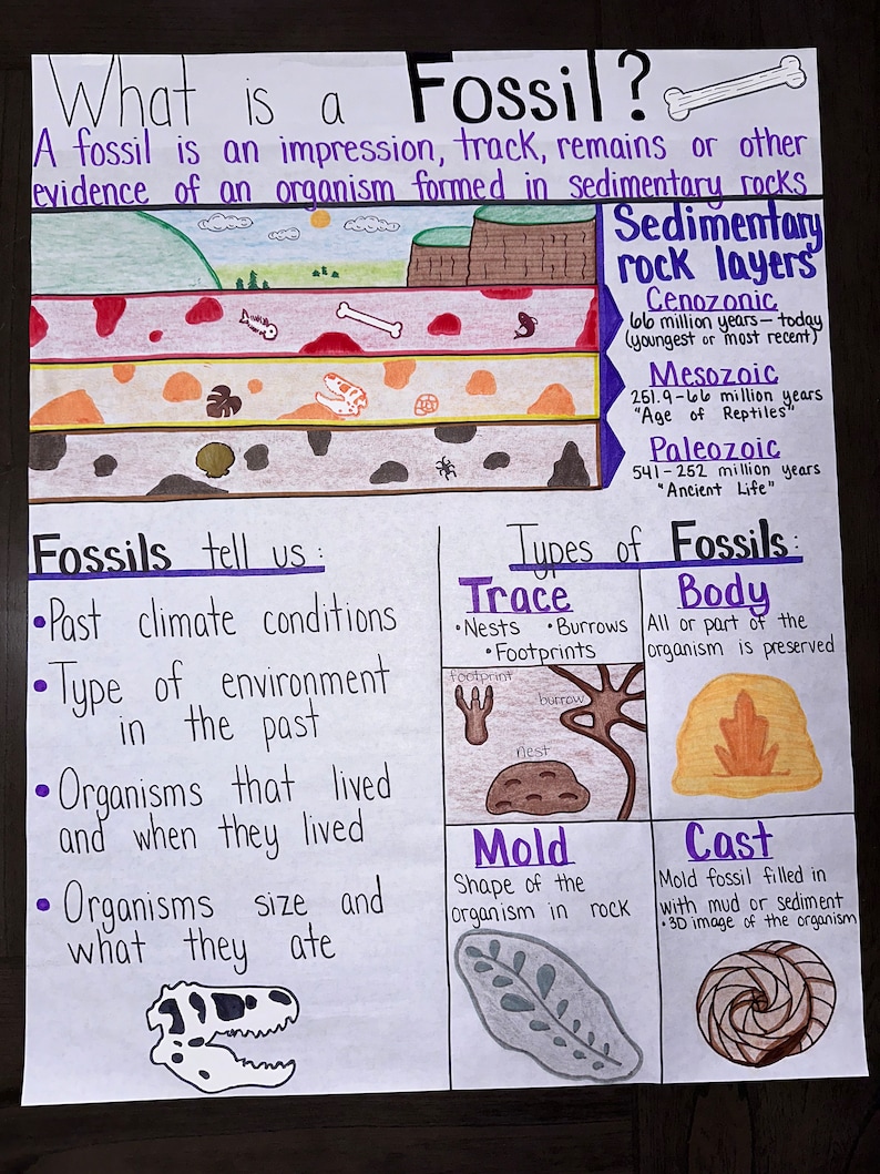 Fossils for Elementary, Middle and High School - Etsy