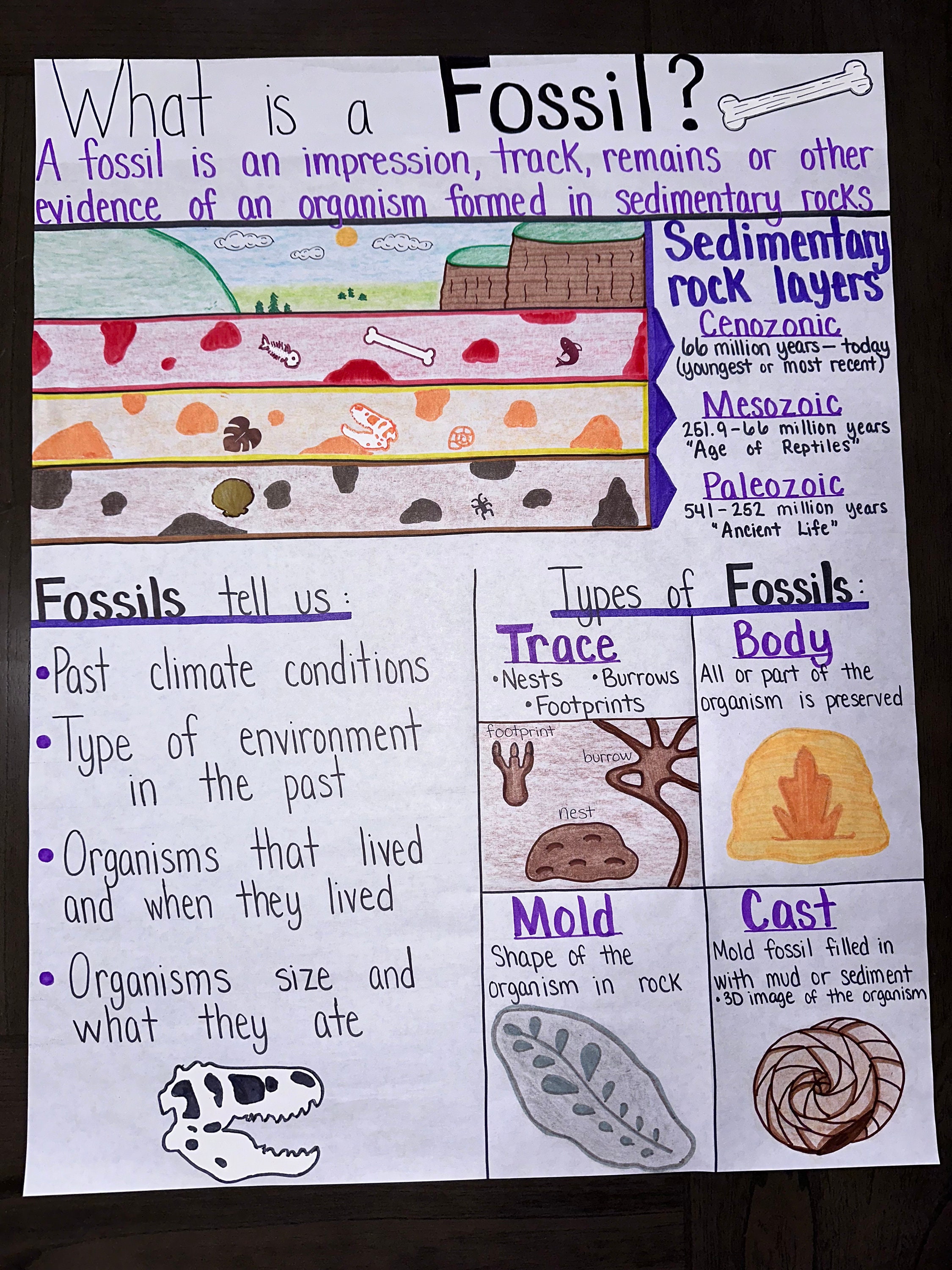 Fossils for Elementary, Middle and High School - Etsy